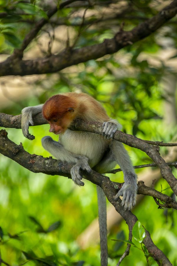 Foraging, Conservation Animals, Animals, Proboscis Monkey Stock Image ...