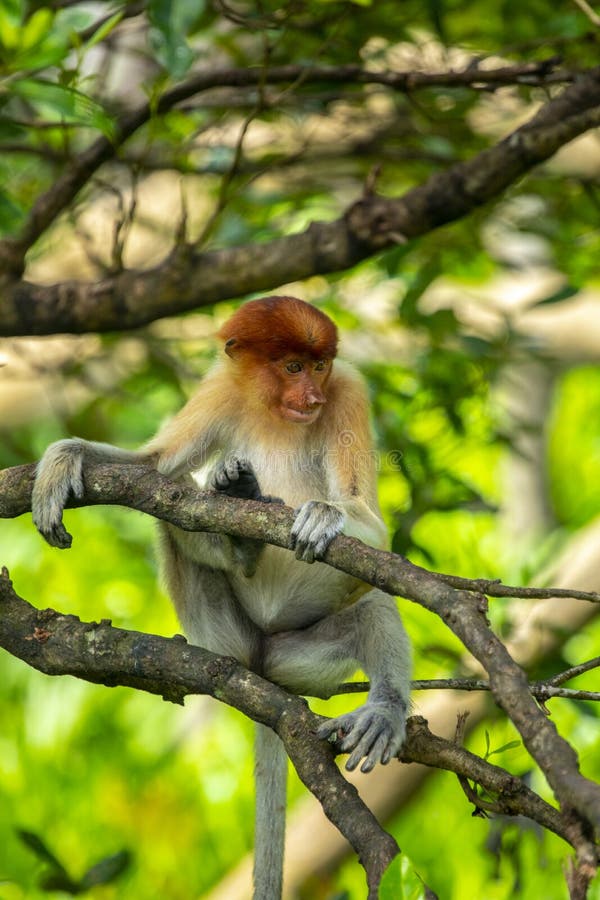 Foraging, Conservation Animals, Animals, Proboscis Monkey Stock Image ...