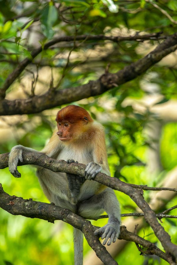 Foraging, Conservation Animals, Animals, Proboscis Monkey Stock Image ...