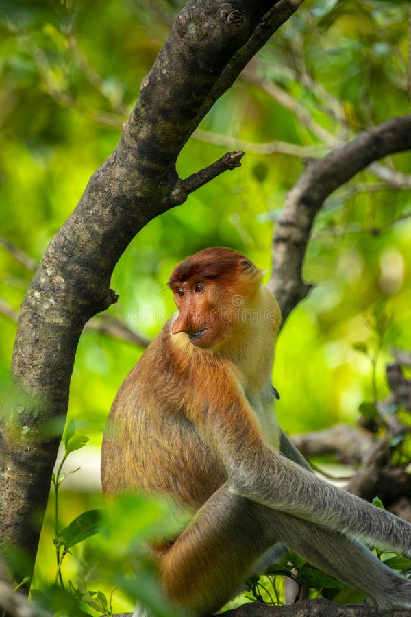 Foraging, Conservation Animals, Animals, Proboscis Monkey Stock Image ...