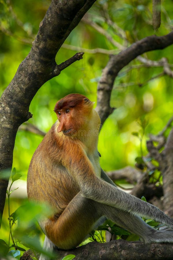 Foraging, Conservation Animals, Animals, Proboscis Monkey Stock Image ...