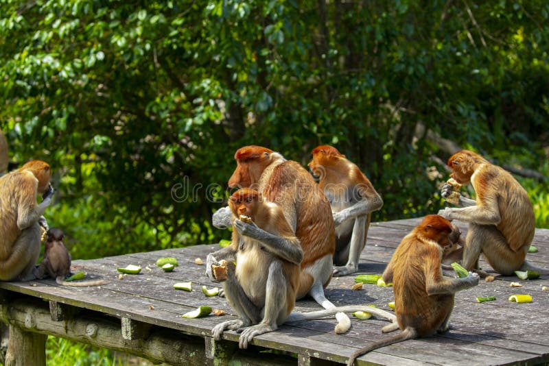 Foraging, Conservation Animals, Animals, Proboscis Monkey Stock Image ...