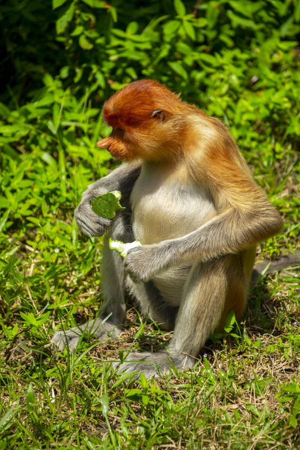 Foraging, Conservation Animals, Animals, Proboscis Monkey Stock Photo ...