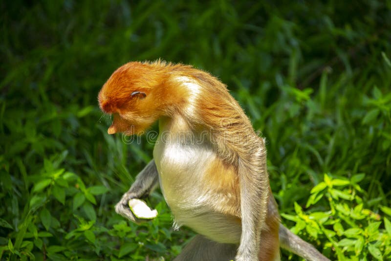Foraging, Conservation Animals, Animals, Proboscis Monkey Stock Photo ...
