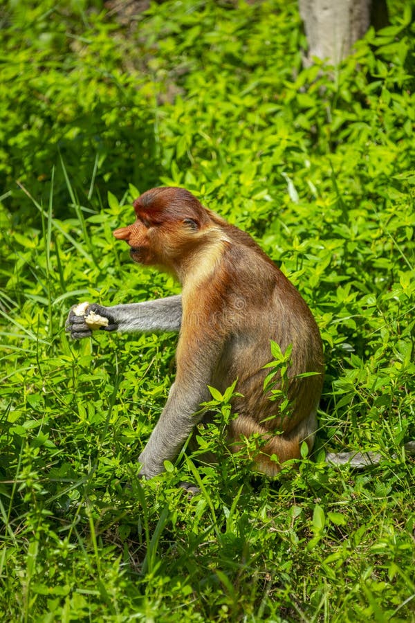 Foraging, Conservation Animals, Animals, Proboscis Monkey Stock Image ...