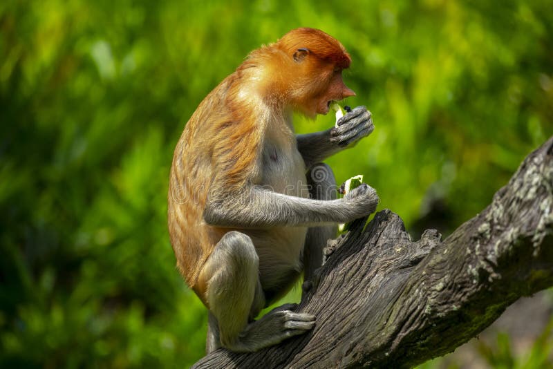 Foraging, Conservation Animals, Animals, Proboscis Monkey Stock Image ...