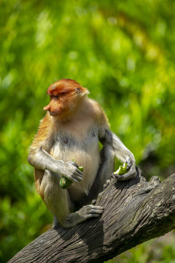 Foraging, Conservation Animals, Animals, Proboscis Monkey Stock Photo ...