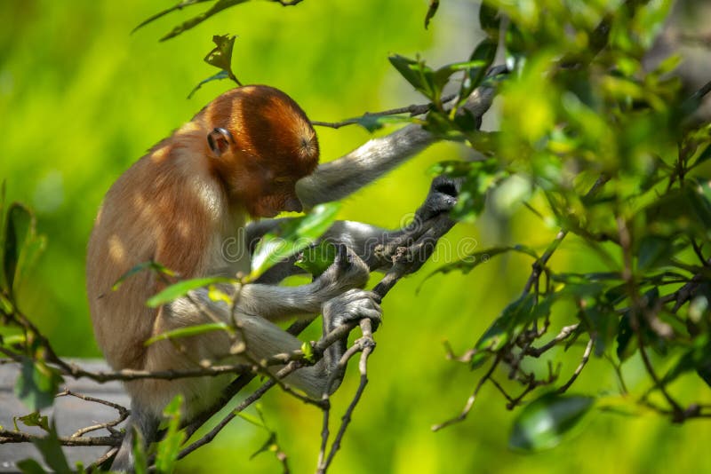 Foraging, Conservation Animals, Animals, Proboscis Monkey Stock Photo ...