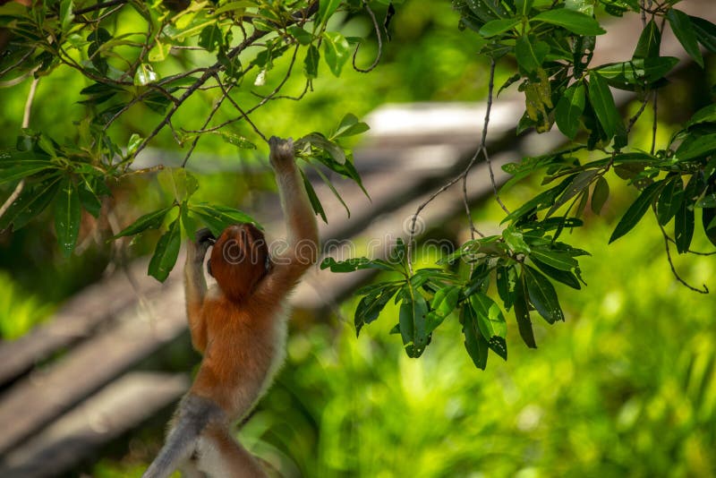 Foraging, Conservation Animals, Animals, Proboscis Monkey Stock Photo ...