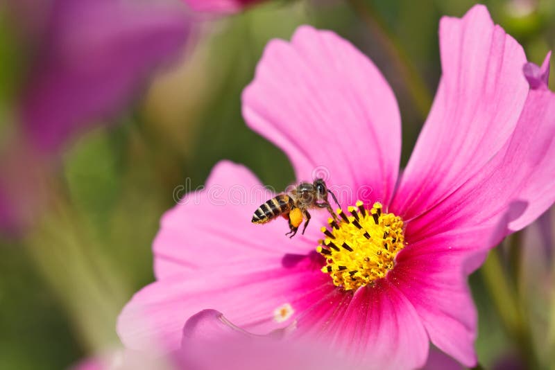Foraging Honey Bee stock image. Image of bouquet, beauty - 38947643