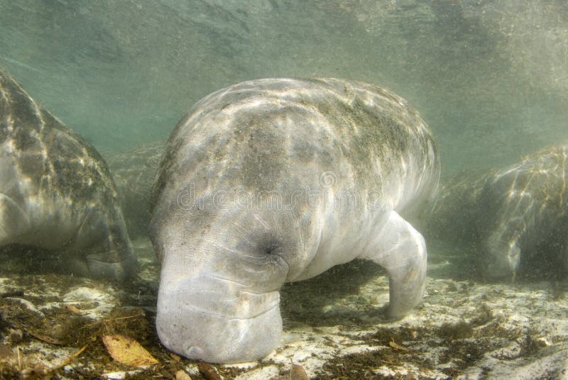 Manatee eating stock image. Image of eating, life, fish - 7195029