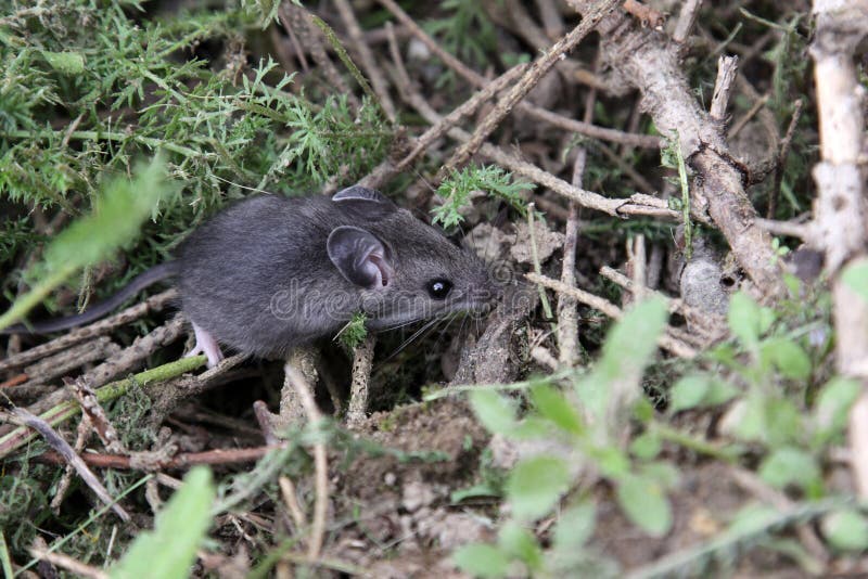 Foraging Mouse stock image. Image of animal, mammal, cute - 19659853