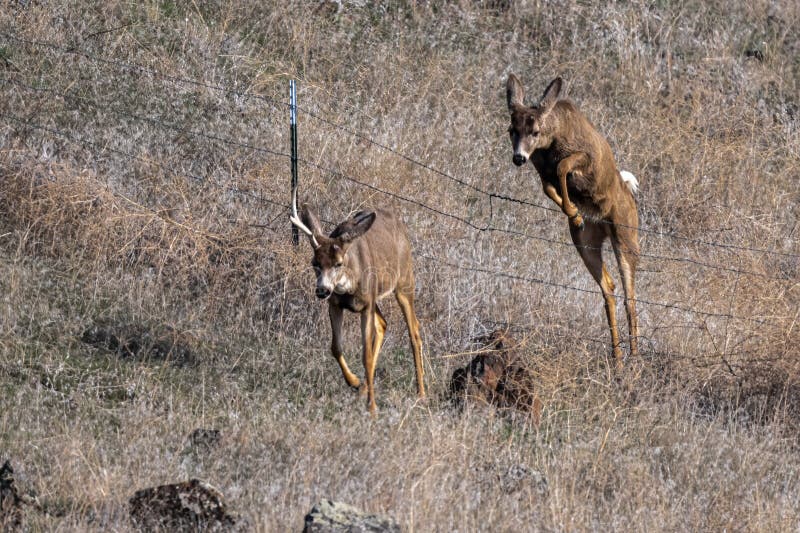 Foraging Mule Deer stock photo. Image of wildlife, colorado - 274416546