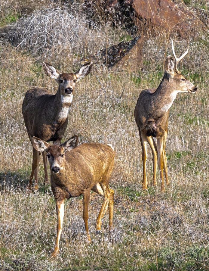 Foraging Mule Deer stock image. Image of foliage, outdoors - 274416549