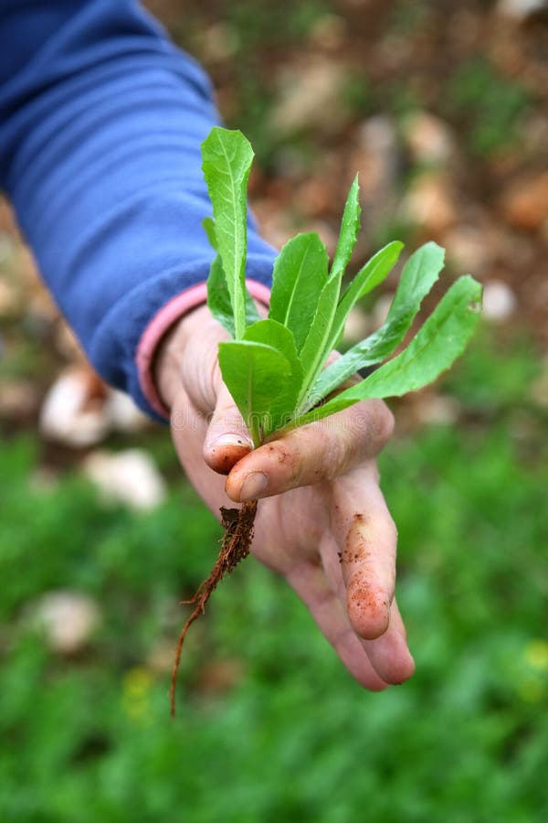 Foraging for wild greens stock photo. Image of holding - 137219928