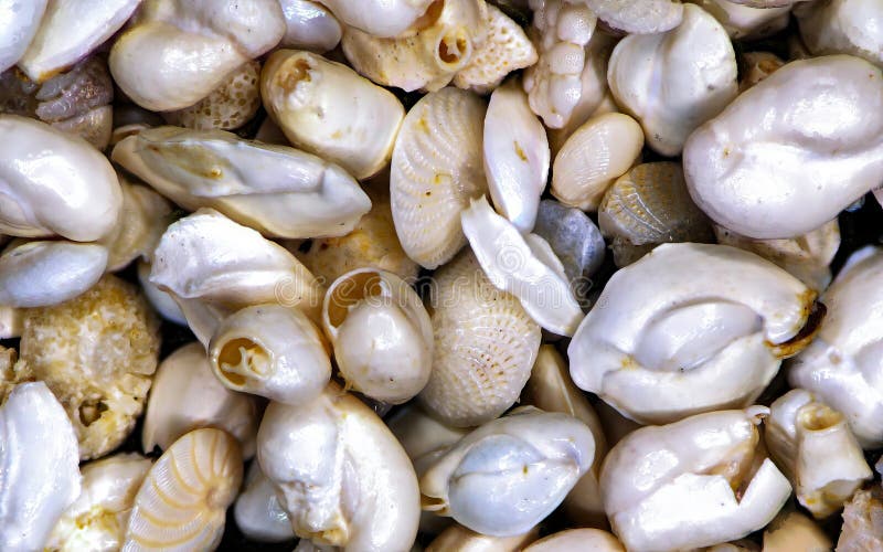 Foraminifera Microfauna Fossil Shell Collection Stock Photo - Image of ...