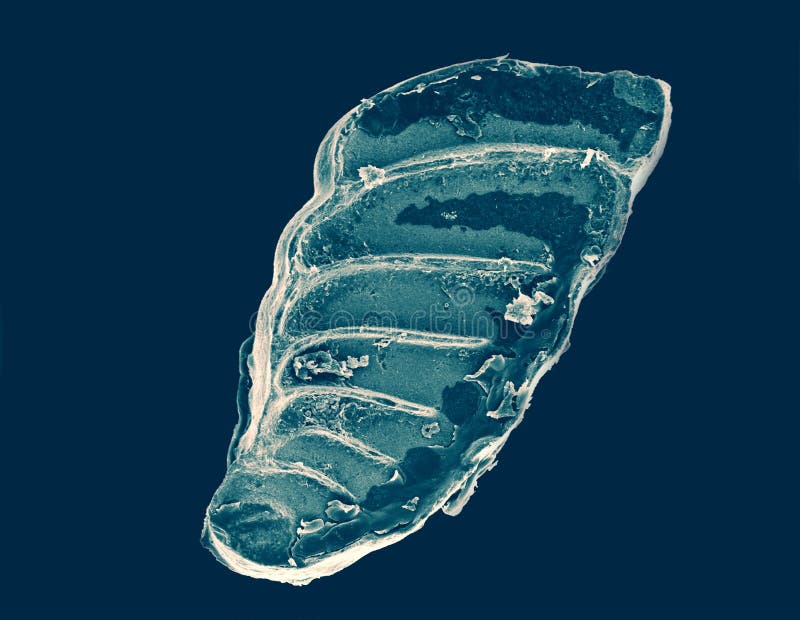 The foraminifera shell stock illustration. Illustration of vintage ...