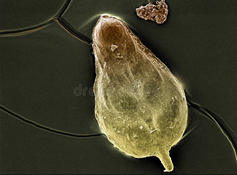 The foraminifera shell stock image. Image of background - 49149889