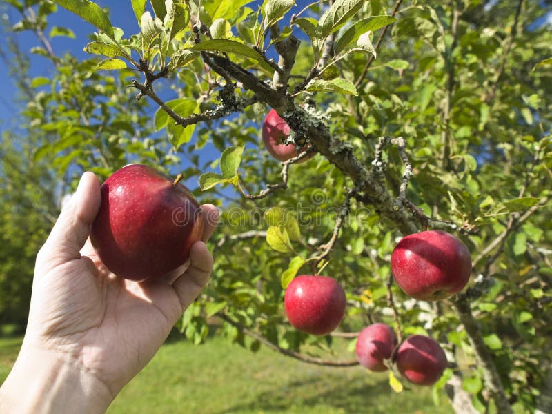 The forbidden fruit stock image. Image of delicious, apples - 12933847