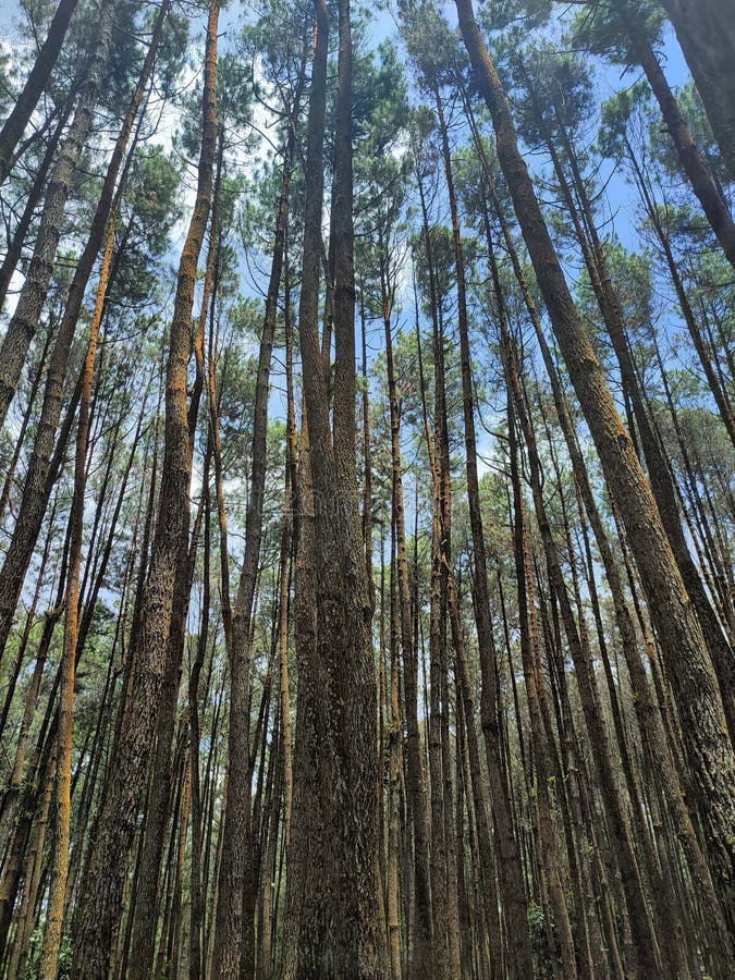 Fore pine trees stock image. Image of fore, beautiful - 326572545