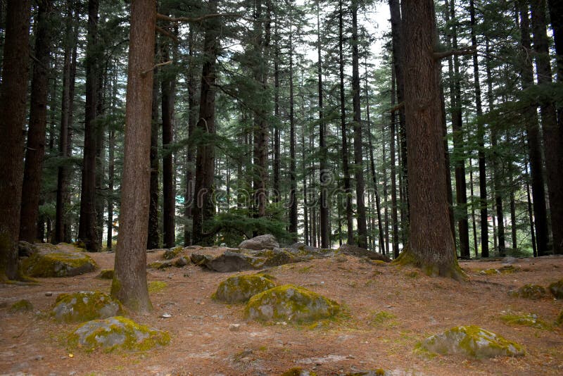 Foreat View Stock Photos - Free & Royalty-Free Stock Photos from Dreamstime