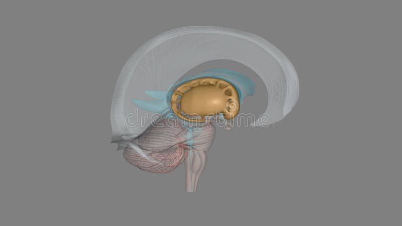 The Forebrain Structures Include the Caudate Nucleus, the Putamen, the ...