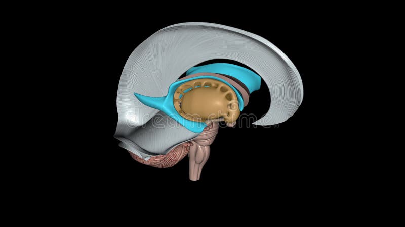 The Forebrain Structures Include the Caudate Nucleus, the Putamen, the ...
