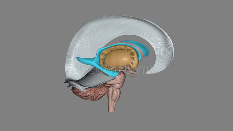 The Forebrain Structures Include the Caudate Nucleus, the Putamen, the ...