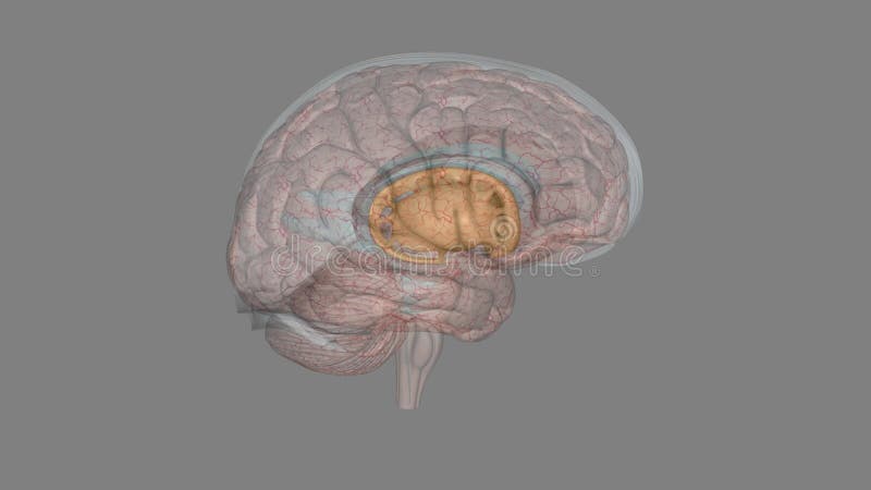The Forebrain Structures Include the Caudate Nucleus, the Putamen, the ...