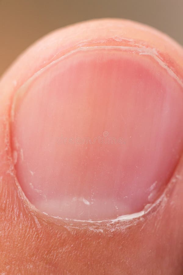 Forefinger stock image. Image of entire, closeup, finger - 25491737