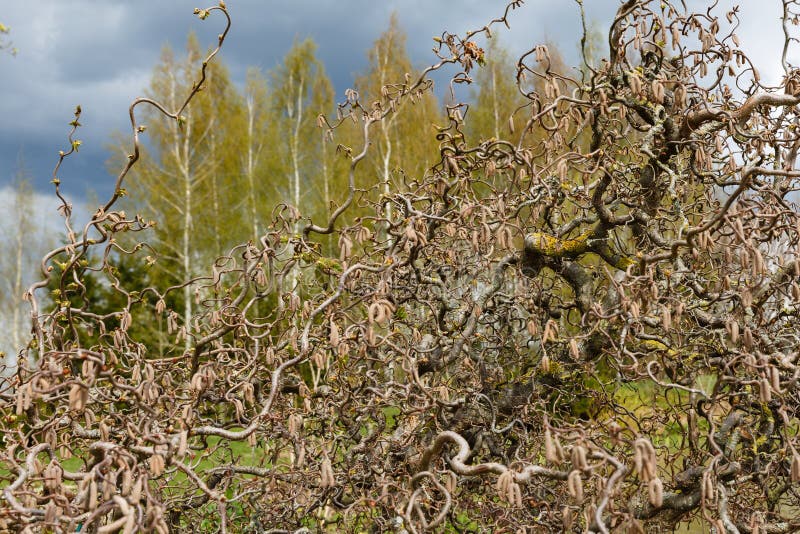 Forefront of the Decorative Hazel Tree Branches Abstract Form Stock ...