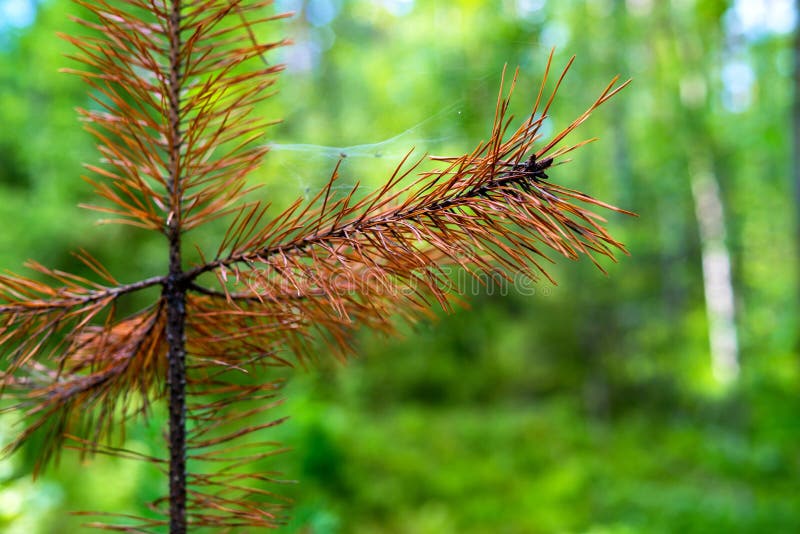 One Dry Sapling of a Pine Closeup Stock Image - Image of closeup, shoot ...