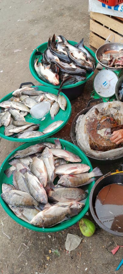 A Seller Preparing To Selling the Fish. Stock Photo - Image of city ...