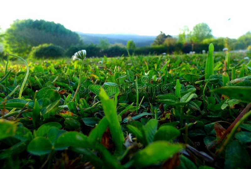 Foreground of lawn stock photo. Image of lawn, park - 104253634