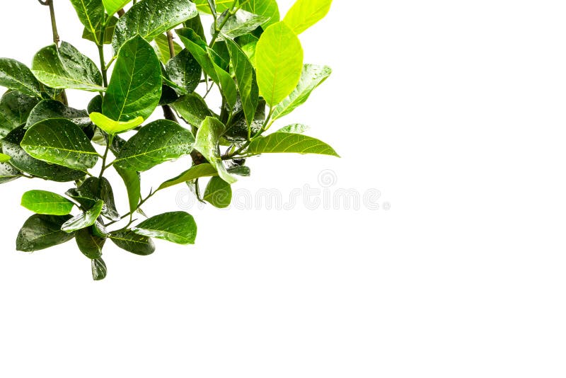 Foreground from Leaves on White Stock Photo - Image of garden, forest ...