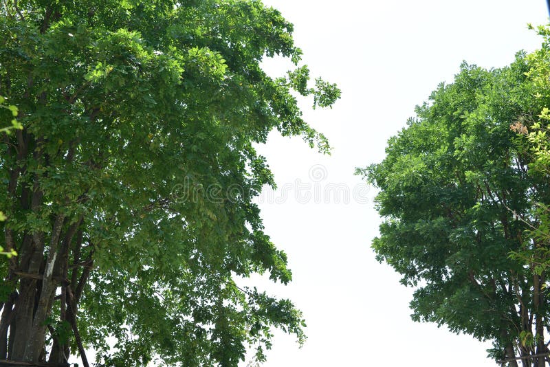 Foreground of Lush Trees Isolated on White Background Stock Image ...