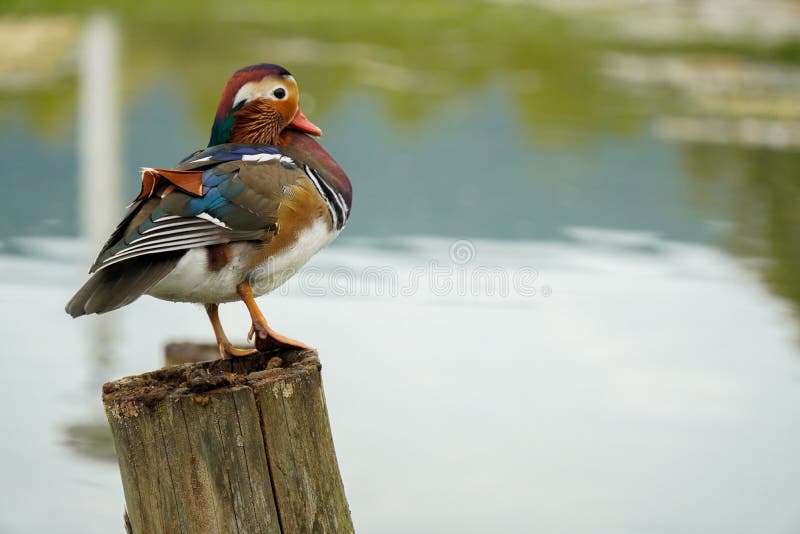 Foreground of Male Mandarin Duck Looking at Lake Stock Photo - Image of ...