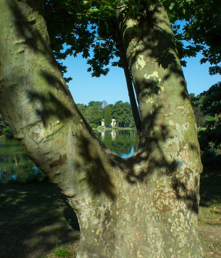 Old maple and aqueduct stock image. Image of blue, country - 100232099