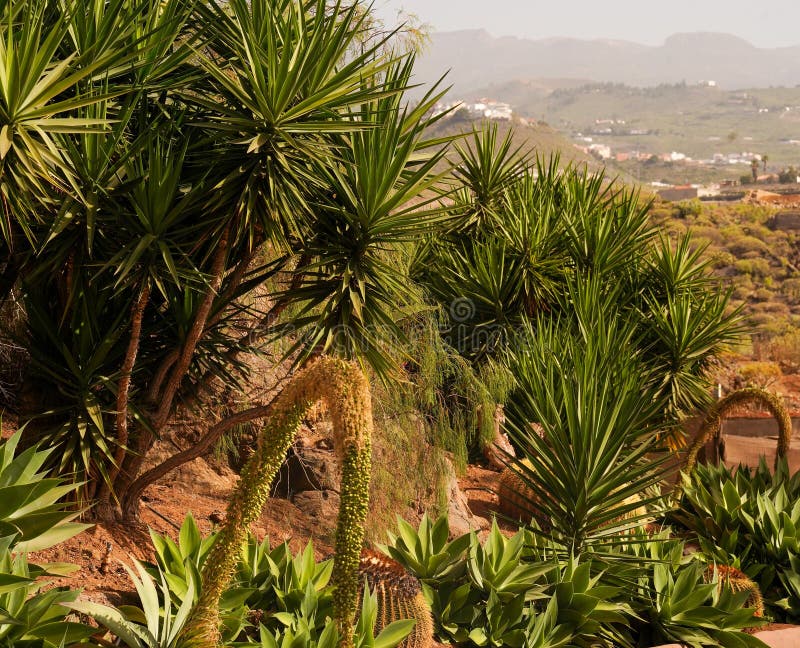 Foreground Plants with Mountains in the Background Stock Photo - Image ...