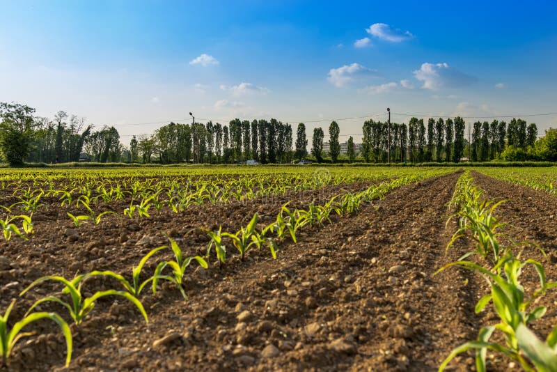 Foreground of Rows of Small Corn Plants from Organic Farming in Italy ...