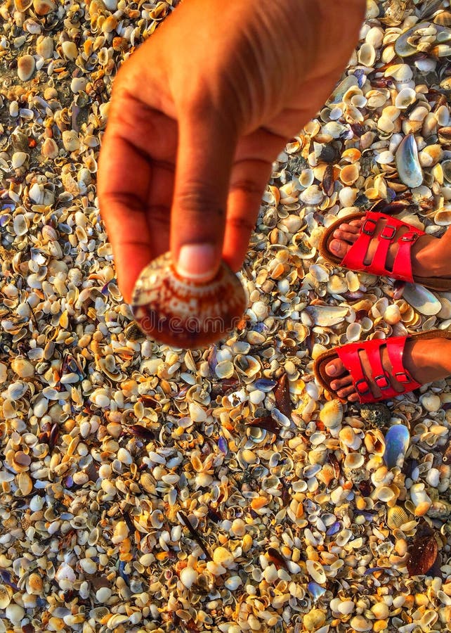 Holding seashell stock photo. Image of holding, piece - 130073752