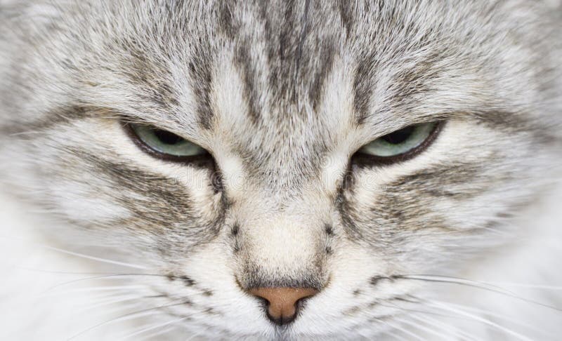 Foreground of silver cat stock image. Image of foreground - 79363481