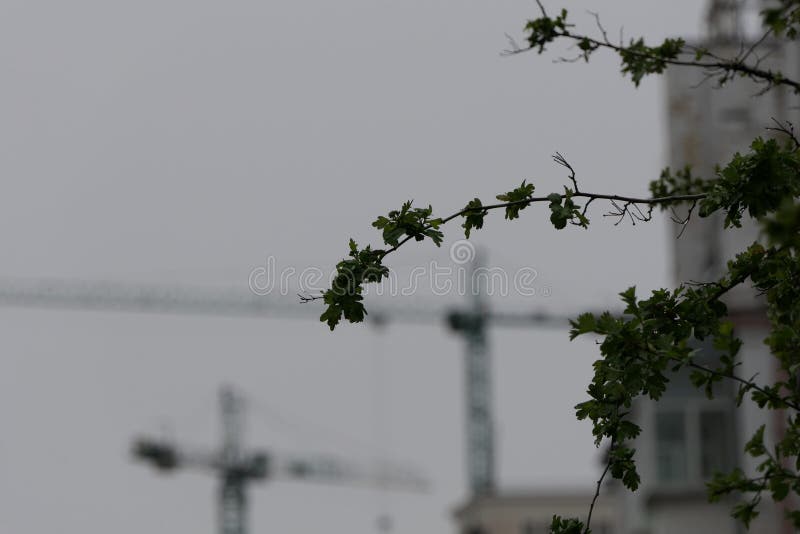 In the Foreground are Tree Branches, and in the Background is a ...