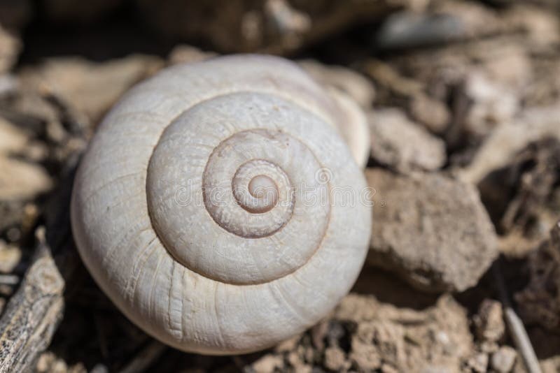 Foreground White Snail Shell Over a Brown Background of Stones Stock ...