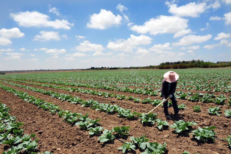 Foreign Thai Worker in Israel Editorial Stock Image - Image of chinese ...