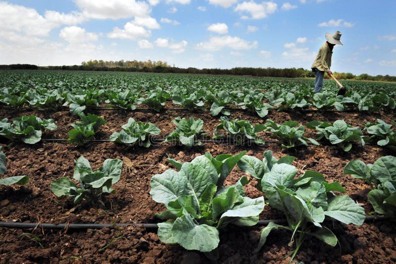 Foreign Thai Worker in Israel Editorial Photography - Image of field ...