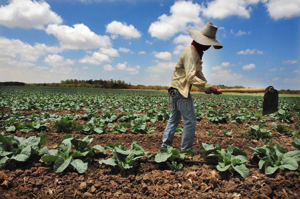 Foreign Thai Worker in Israel Editorial Photography - Image of crop ...