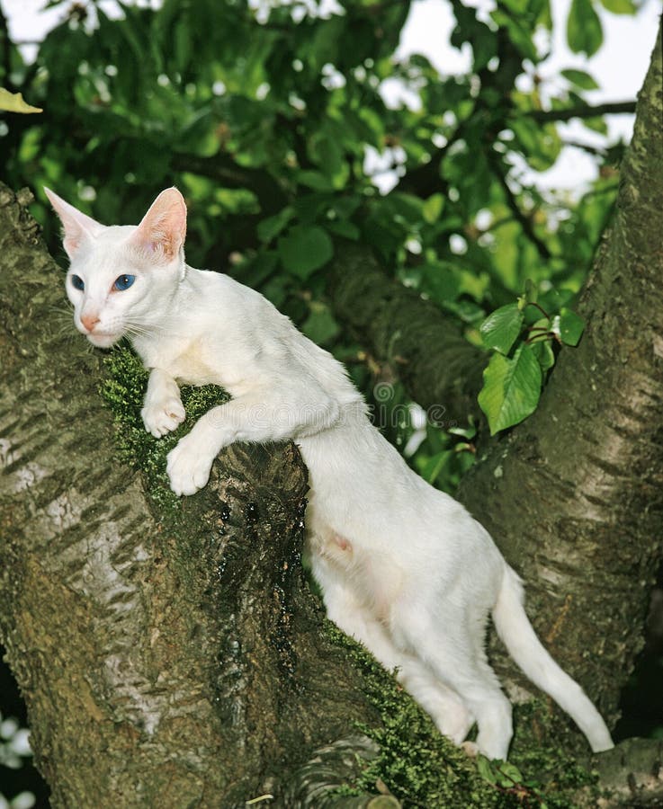 Foreign White Domestic Cat Standing in Tree Stock Photo - Image of pets ...