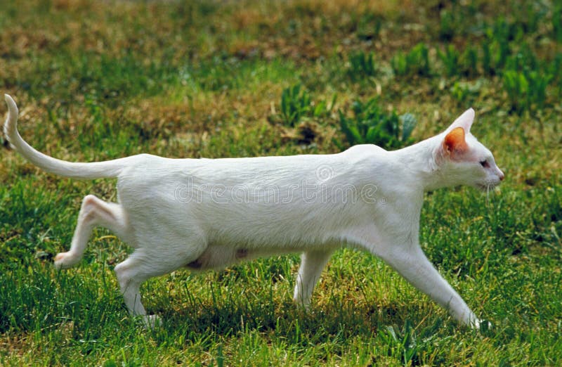 Foreign White Domestic Cat Standing in Tree Stock Photo - Image of pets ...