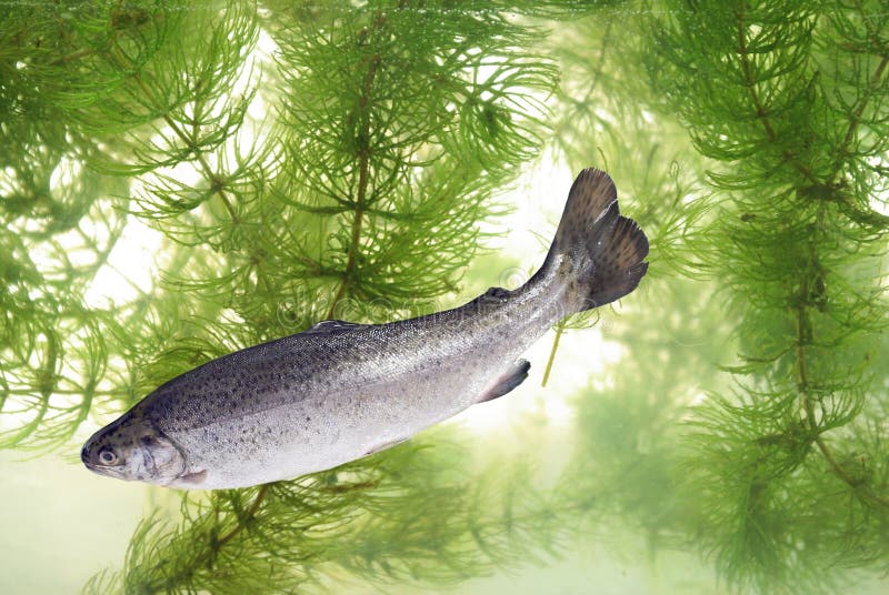 Forel stock foto. Afbeelding bestaande uit voedsel, vissen - 5793666